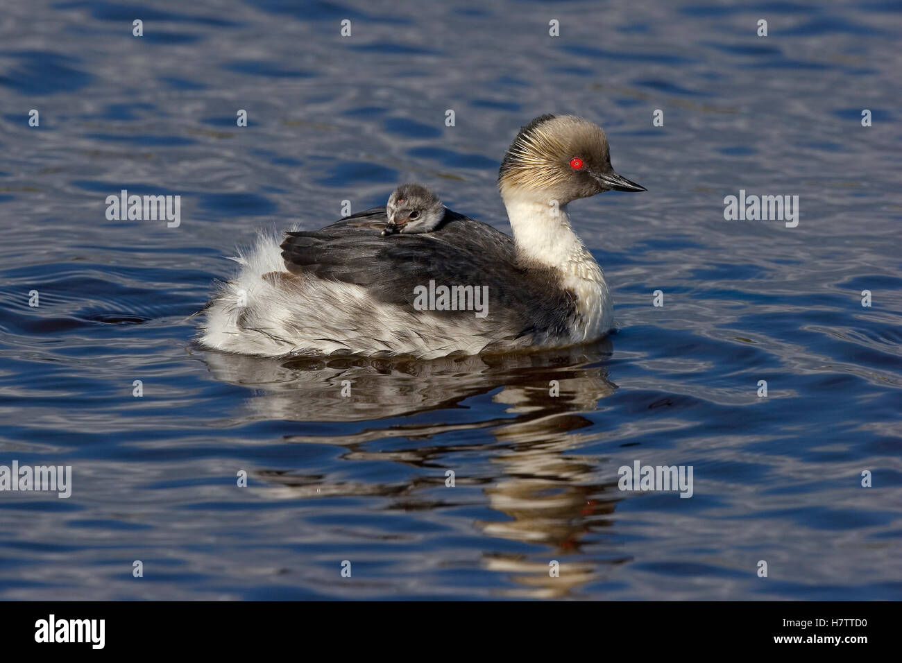Silvery Grebe (Podiceps occipitalis) parent with chick on its back ...