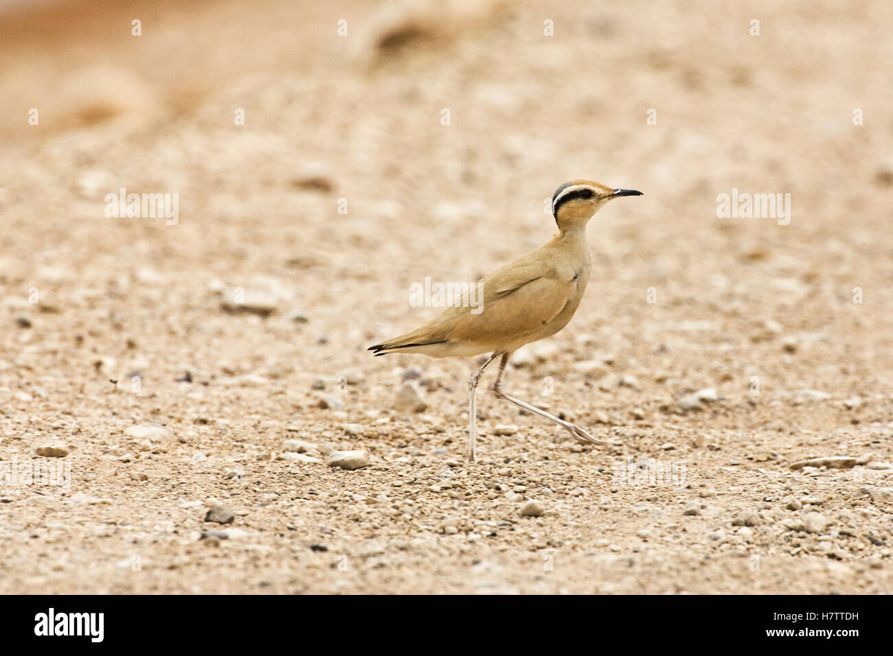 Cream-colored Courser (Cursorius cursor), Eilat, Israel Stock Photo - Alamy