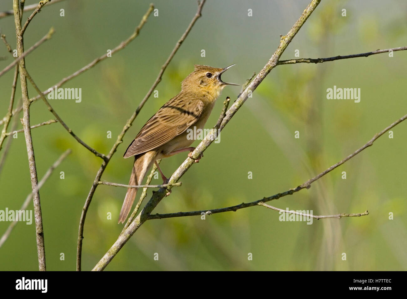 Grasshopper Warbler (Locustella naevia) singing, Netherlands Stock ...