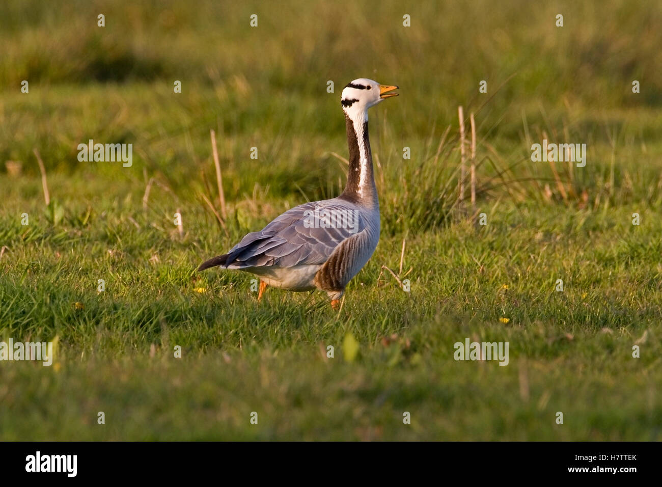 Bar-headed Goose (Anser indicus) calling, De Groote Peel National Park ...