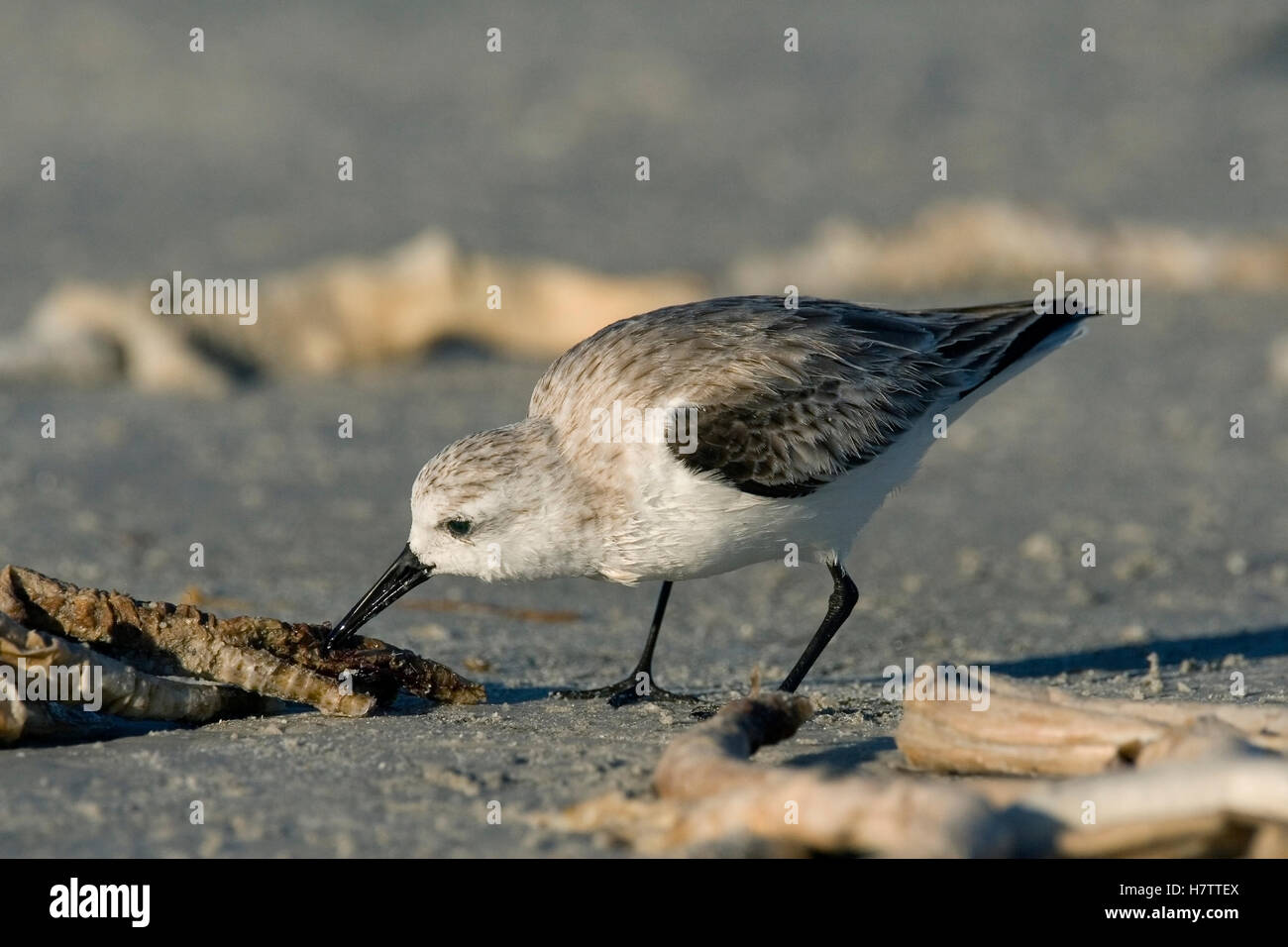 Sanderling (Calidris alba) foraging on seaweed, Florida Stock Photo - Alamy