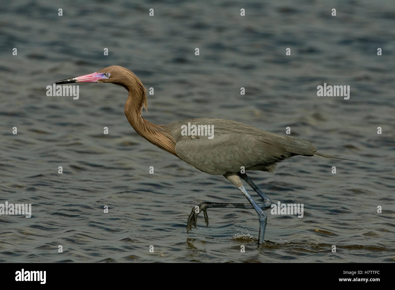 Reddish Egret (Egretta rufescens) wading, Florida Stock Photo - Alamy
