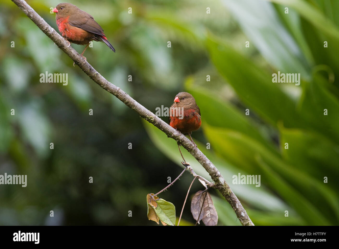 Mountain Firetail (Oreostruthus fuliginosus) pair, Papua New Guinea ...