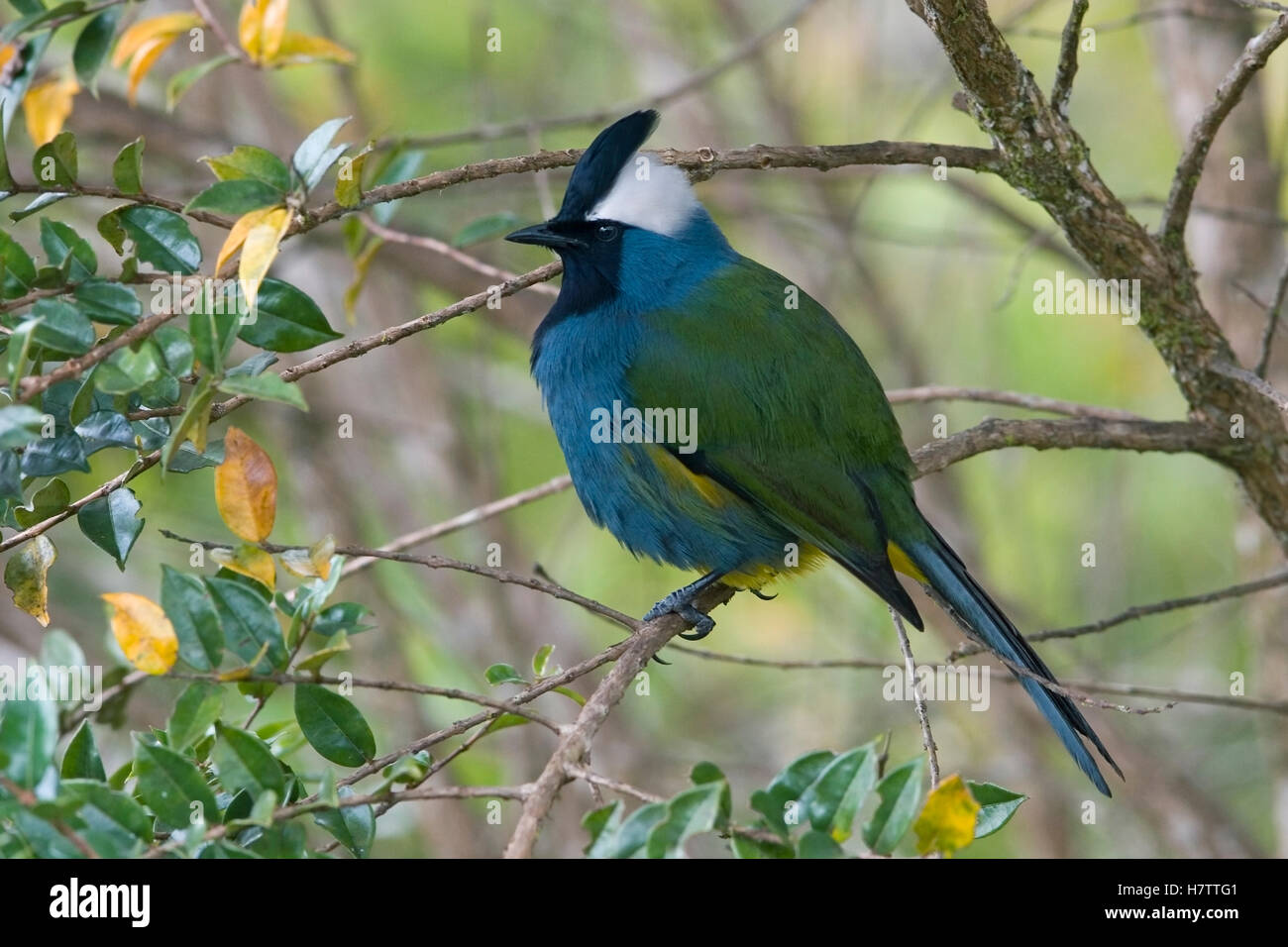 Crested Berrypecker (Paramythia montium), Papua New Guinea Stock Photo ...