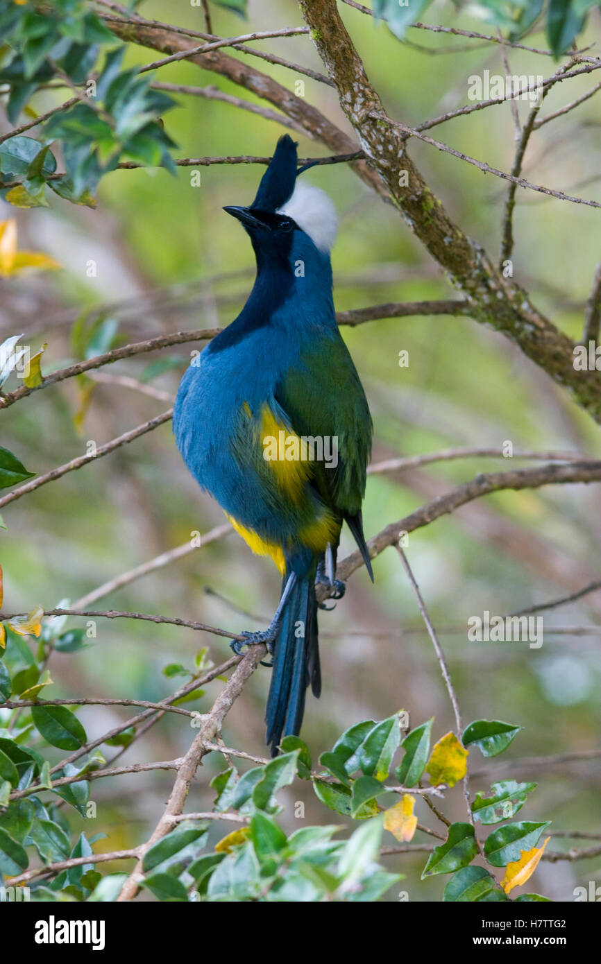 Crested Berrypecker (Paramythia montium) displaying, Papua New Guinea ...