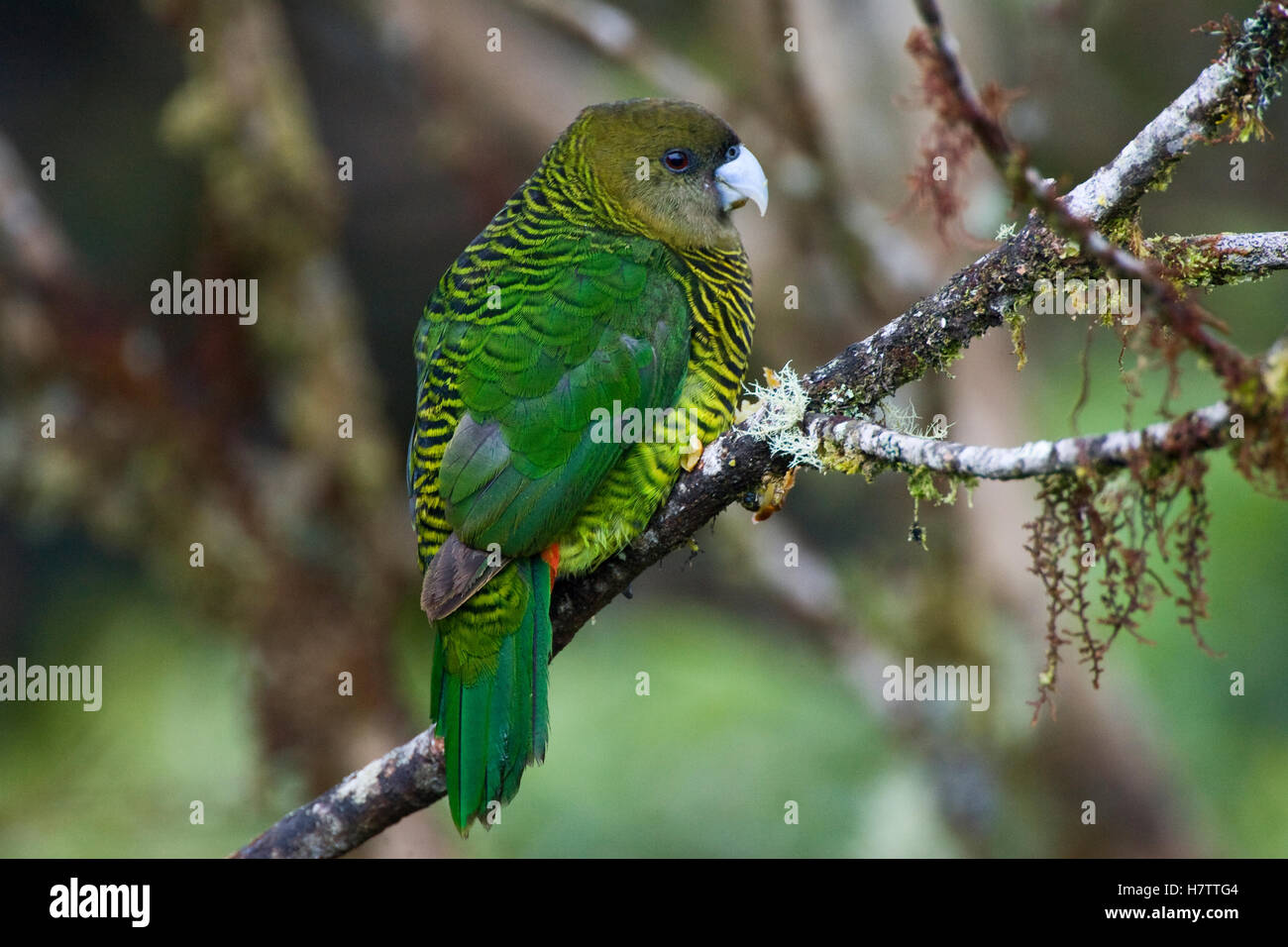 Painted Tiger-Parrot (Psittacella picta), Papua New Guinea Stock Photo ...