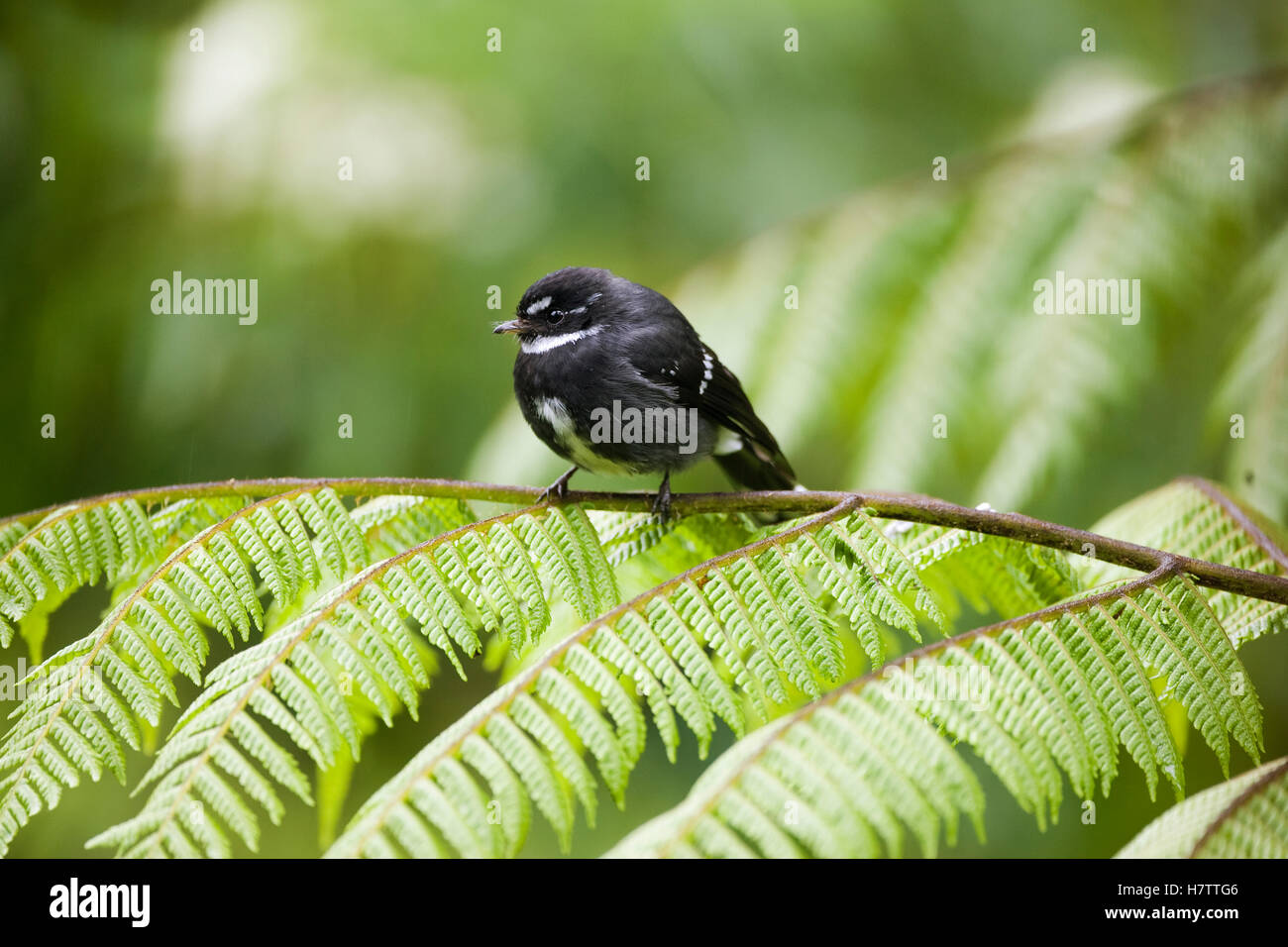 Friendly Fantail (Rhipidura albolimbata) on fern, Papua New Guinea ...