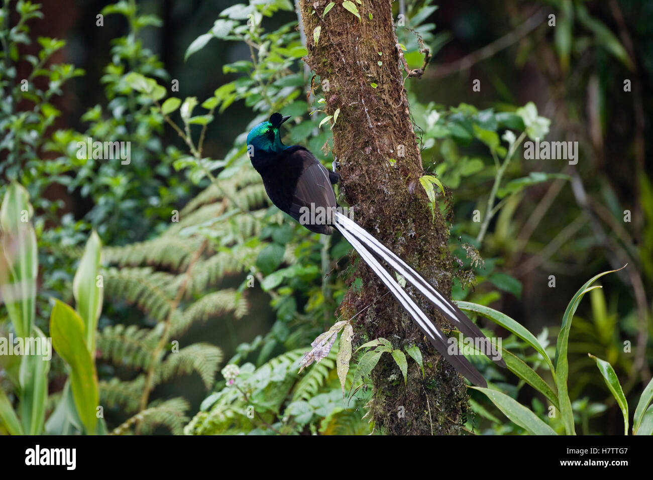 Ribbon-tailed Astrapia (Astrapia mayeri) male, Papua New Guinea Stock ...