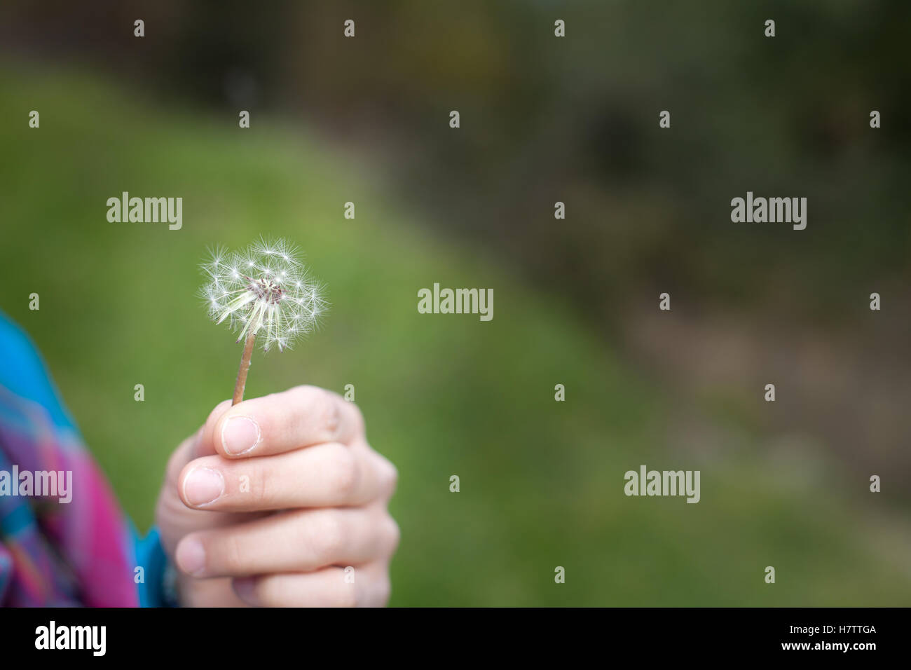 Hand Holding Dandlion, with copy space Stock Photo - Alamy