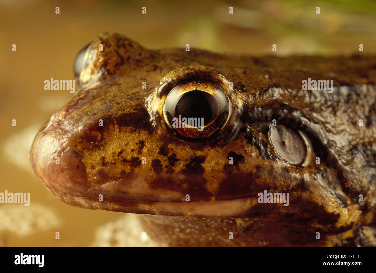 Labyrinth Frog (Leptodactylus labyrinthicus) portrait, Caatinga ...