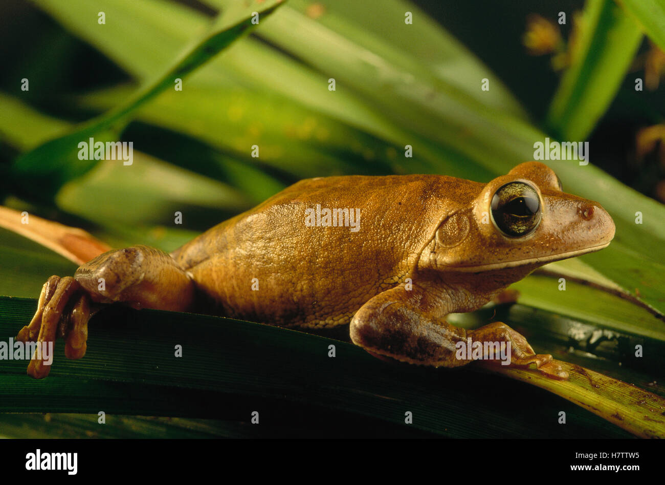 Tree Frog (Hyla sp) belongs to the family Hylidae, but doesn't have an ...