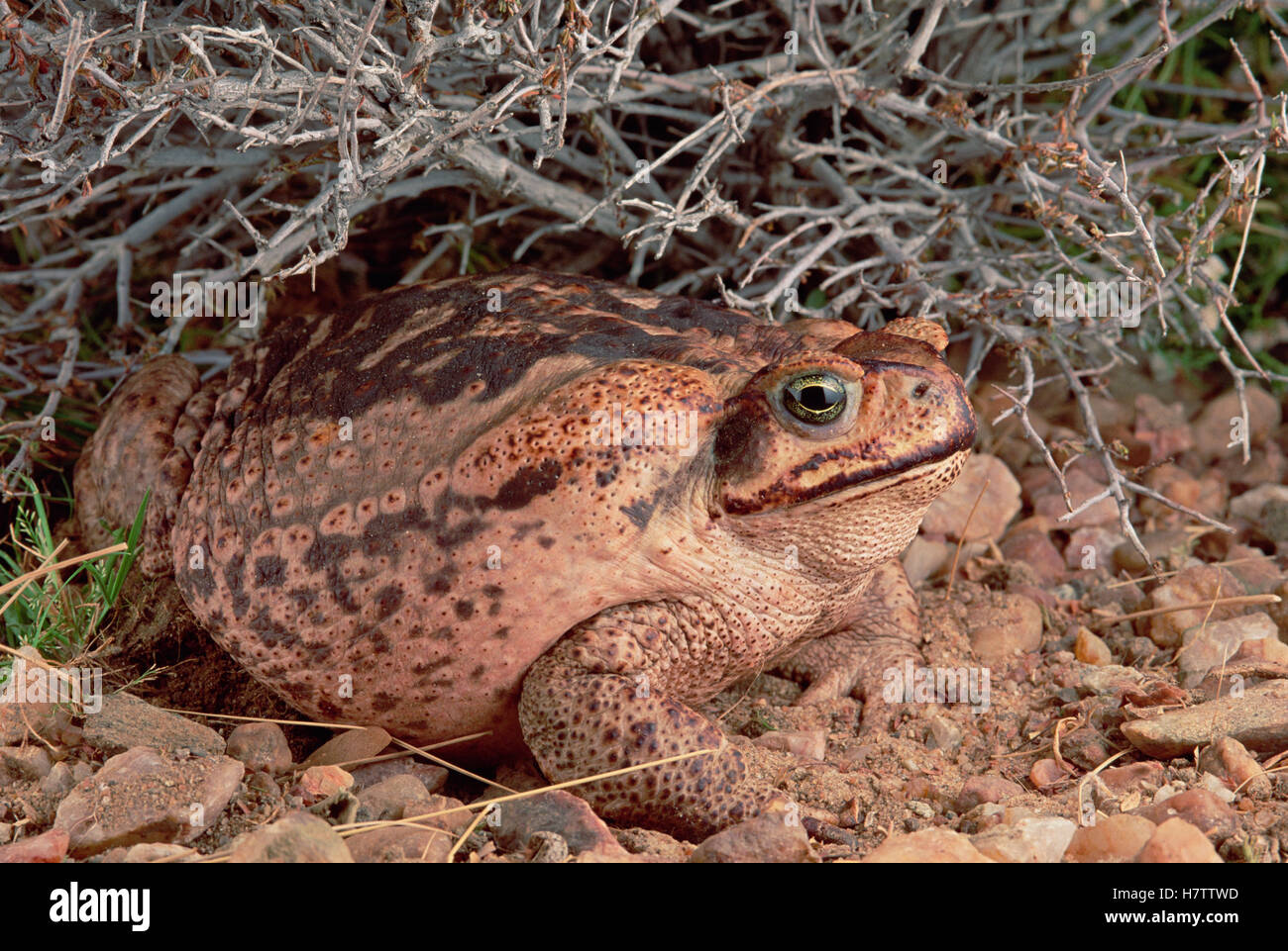 Cururu Toad (Bufo paracnemis) female portrait, Caatinga ecosystem ...
