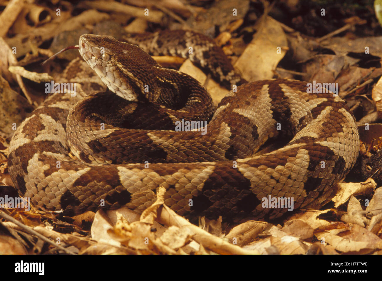 Fonseca's Pit Viper (Bothrops fonsecai) coiled on forest floor ...