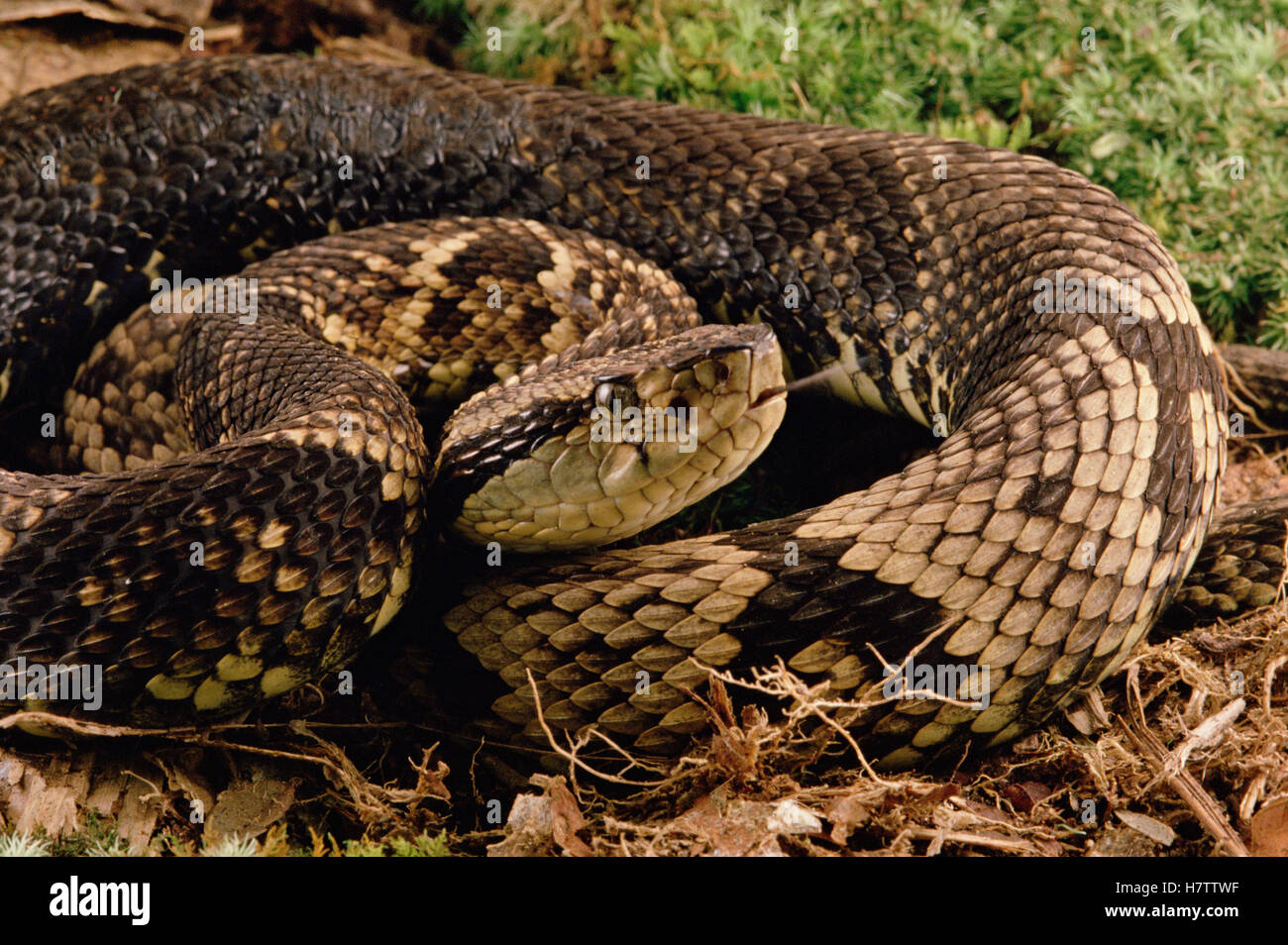 Fonseca's Pit Viper (Bothrops fonsecai) poisonous species, coiled on ...