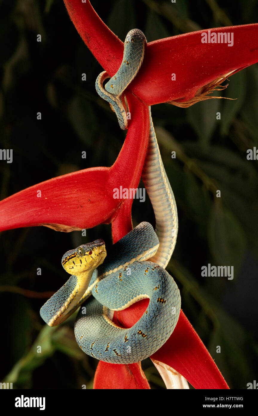 Two-striped Forest Pit Viper (Bothrops bilineatus) hanging on a ...