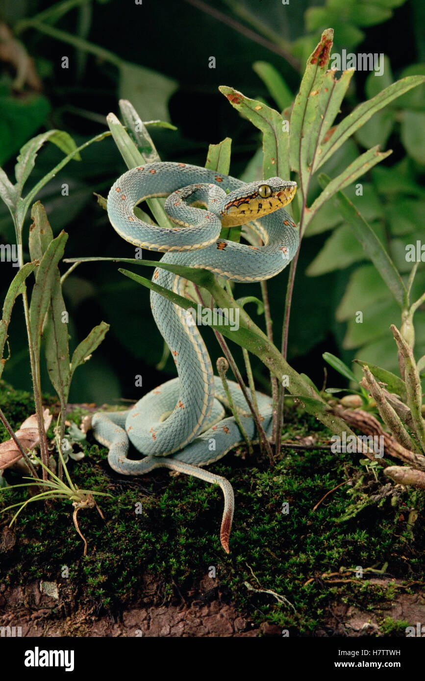 Two striped forest pit viper hi-res stock photography and images - Alamy