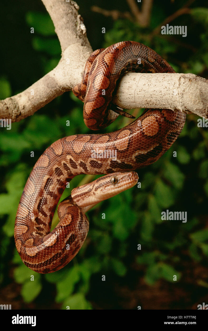 Rainbow Boa (Epicrates cenchria) hanging from tree branch, Caatinga ...