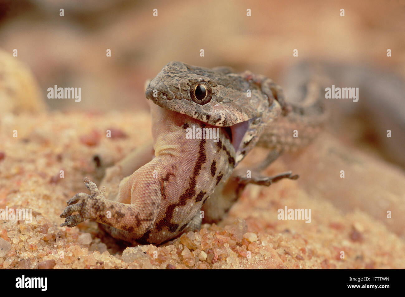 Ground Snake (Thamnodynastes pallidus) eating a lizard, Caatinga ...