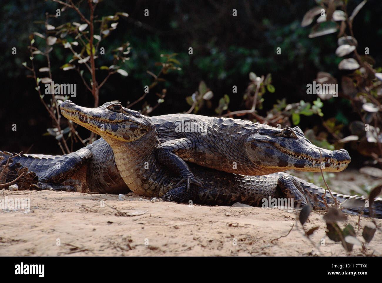 Jacare Caiman (Caiman yacare) pair resting on river bank, Pantanal ...