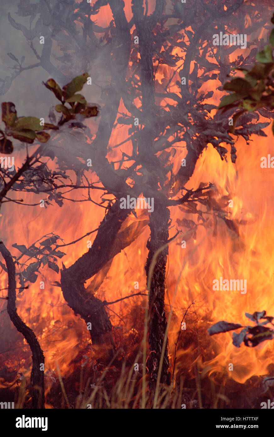 Brush fire burning trees and dry vegetation, Cerrado ecosystem, Brazil ...