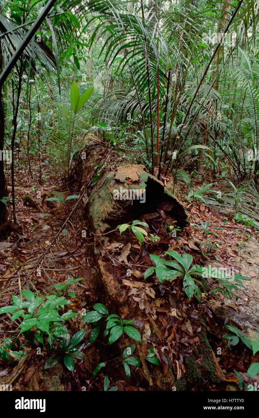 Rainforest floor and interior in the Igapo region, Amazon ecosystem ...