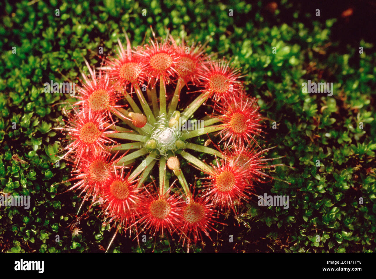 Sundew (Drosera sp) a carnivorous plant, surrounded by moss, Cerrado ...