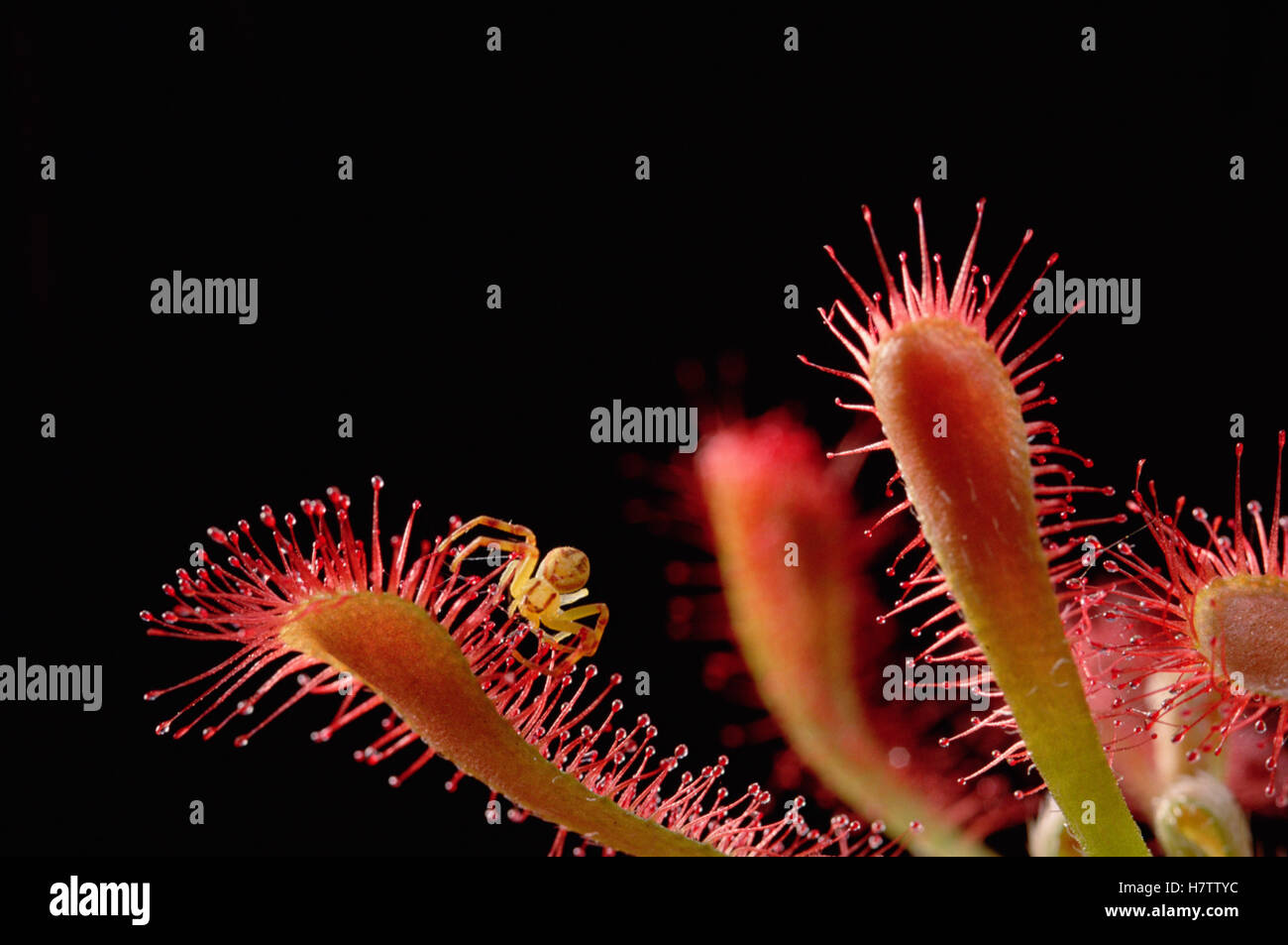 Sundew (Drosera sp) a carnivorous plant, with trapped spider in the ...