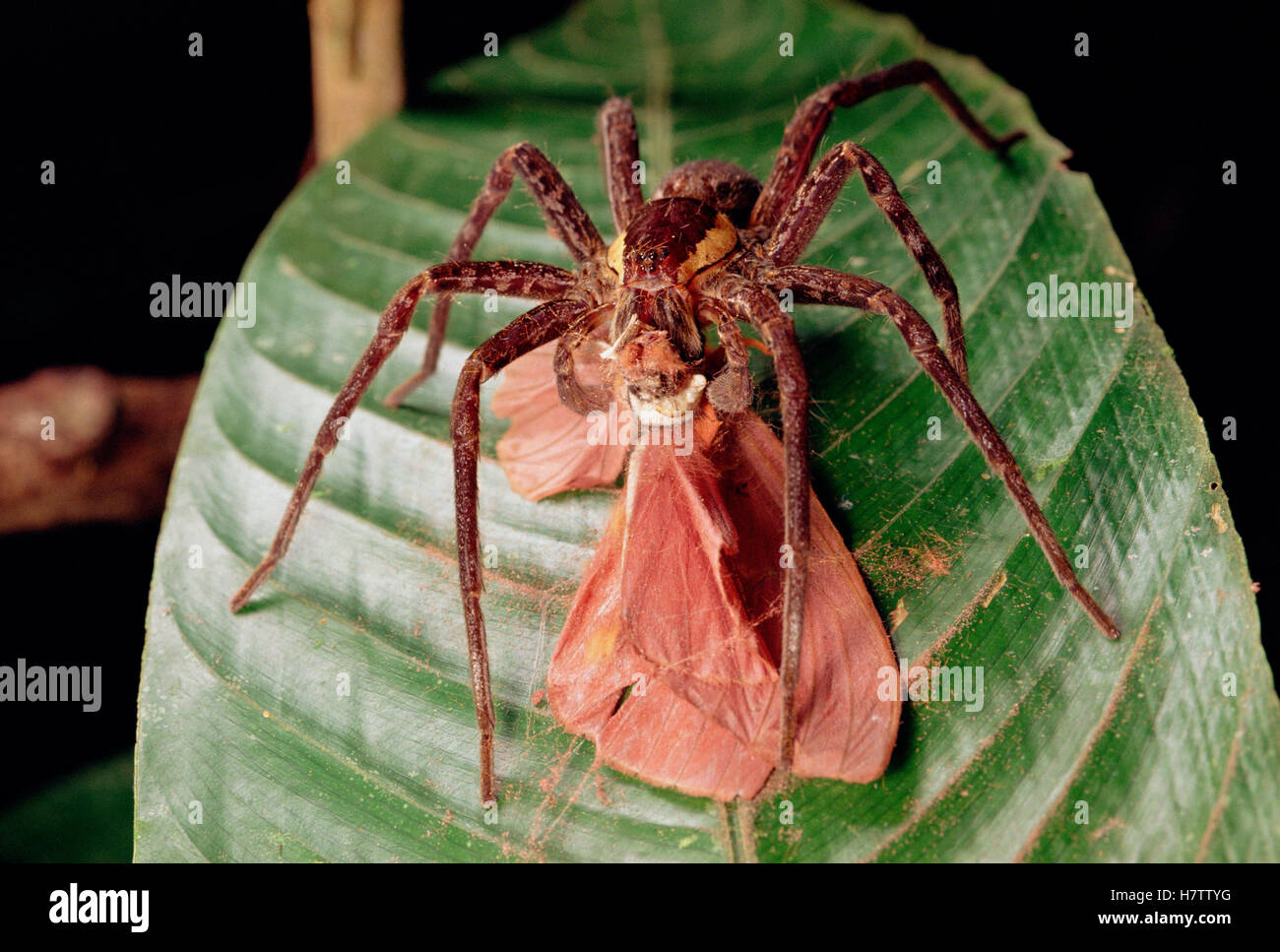Tarantula (Theraphosidae), eating a moth it has captured, Amazon ...