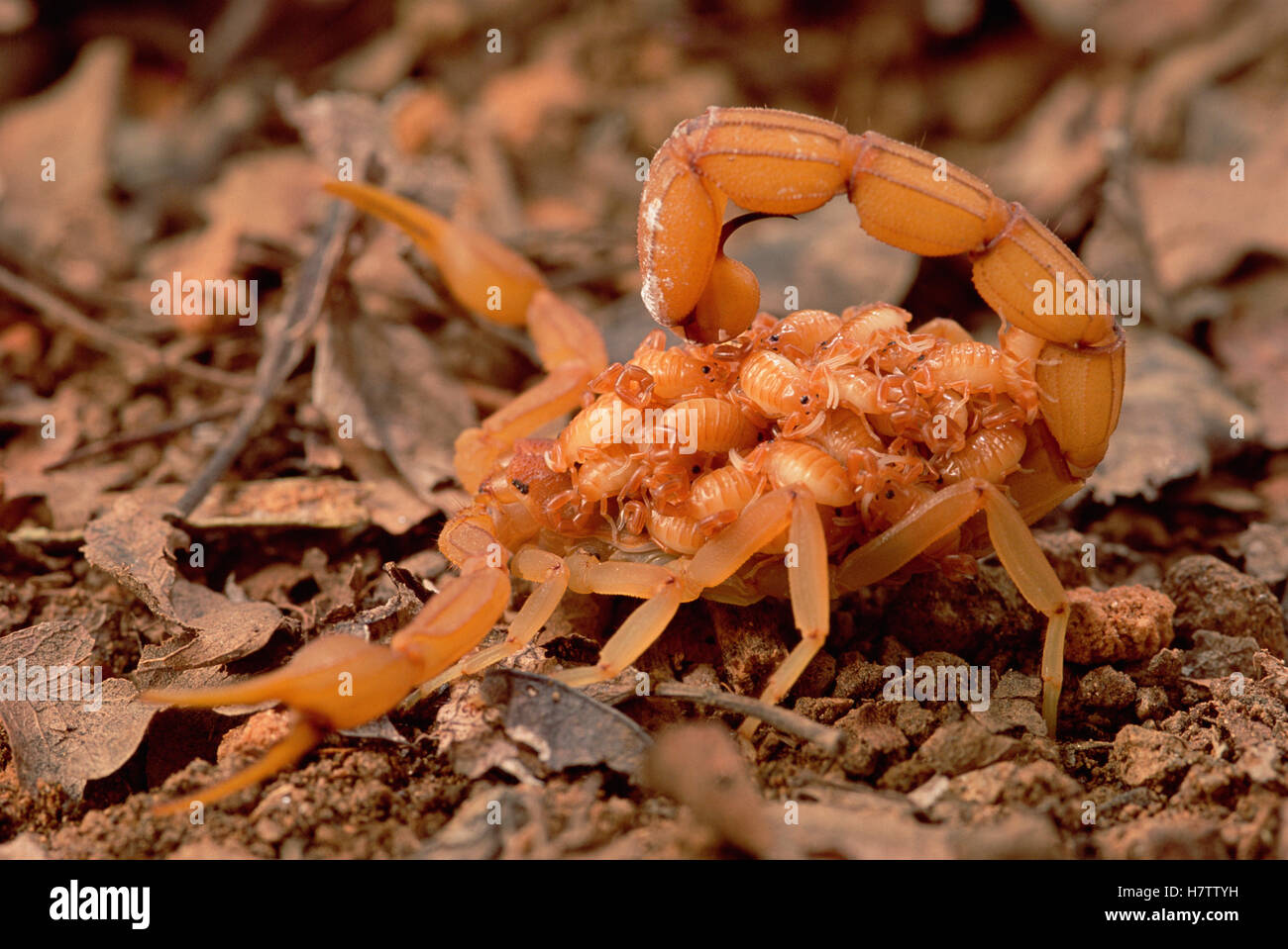 Scorpion tail ends in a stinger that protects the young carried on back ...