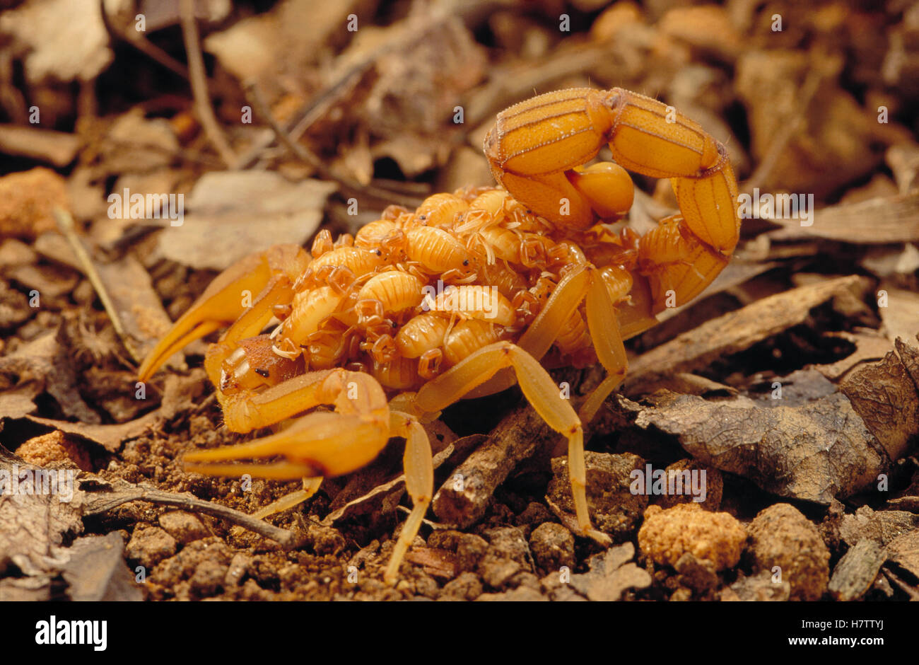 Scorpion tail ends in a stinger that protects the young carried on back ...