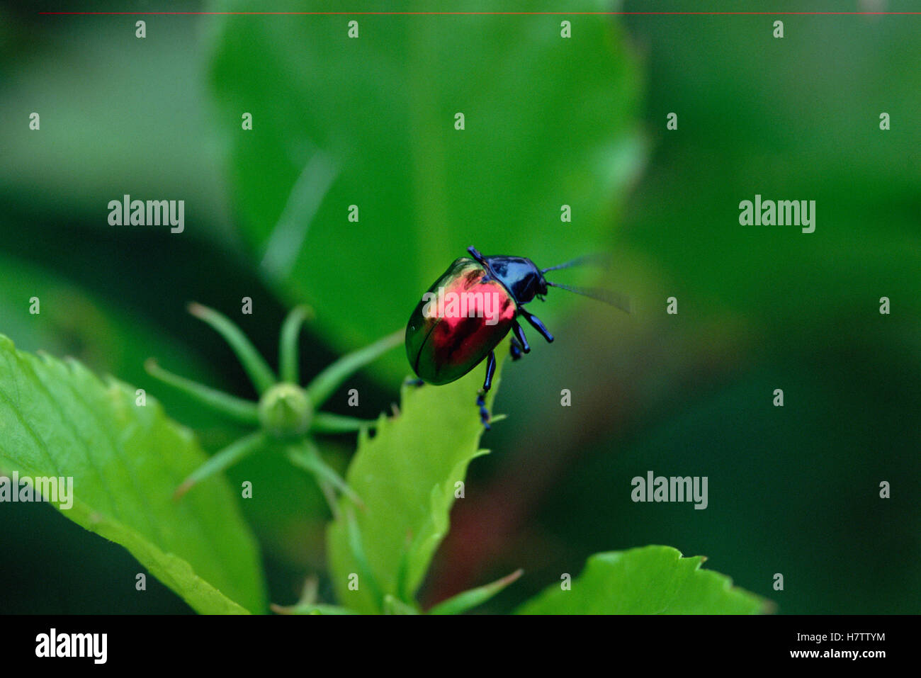 Leaf Beetle (Eumolpus sp) on leaf, Amazon ecosystem, Brazil Stock Photo ...