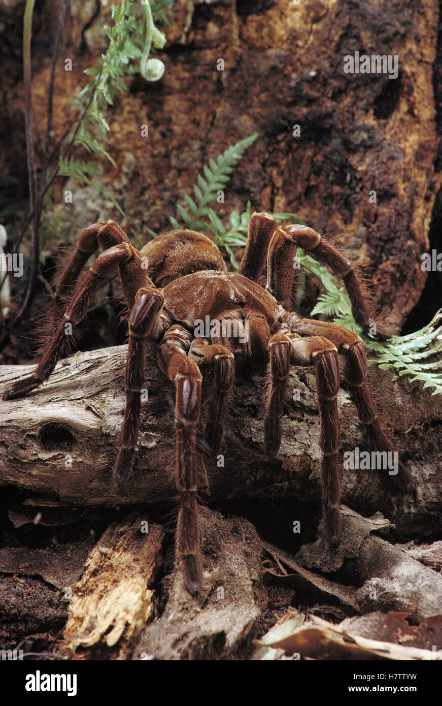 Tarantula (Theraphosidae) crossing forest floor, Amazon, Brazil Stock ...