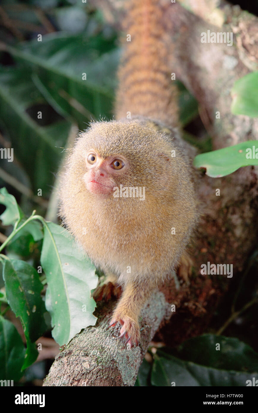 Pygmy Marmoset (Cebuella pygmaea) endangered, portrait, Amazon, Brazil ...