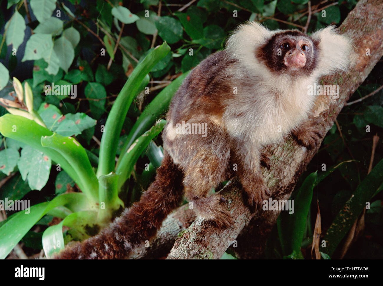 Black and White Tassel-ear Marmoset (Callithrix humeralifera) portrait ...