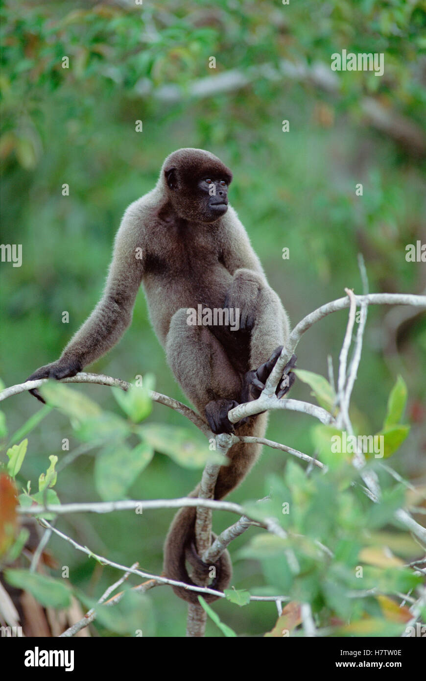 Humboldt's Woolly Monkey (Lagothrix lagotricha), Amazon, Brazil Stock ...