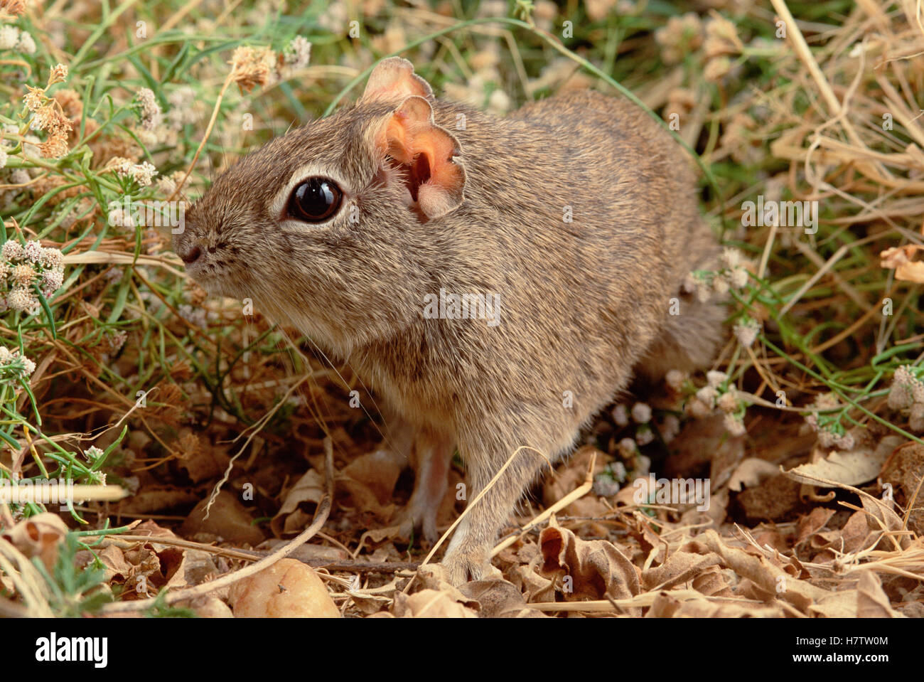 Rock Cavy (Kerodon rupestris) ecosystem of Caatinga, Brazil Stock Photo ...