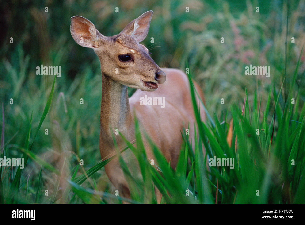 Red Brocket Deer (Mazama americana), Caatinga, Brazil Stock Photo - Alamy
