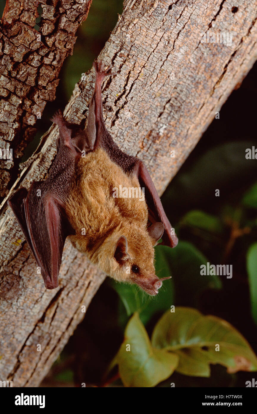 Seba's Short-tailed Bat (Carollia perspicillata), Caatinga, Brazil ...