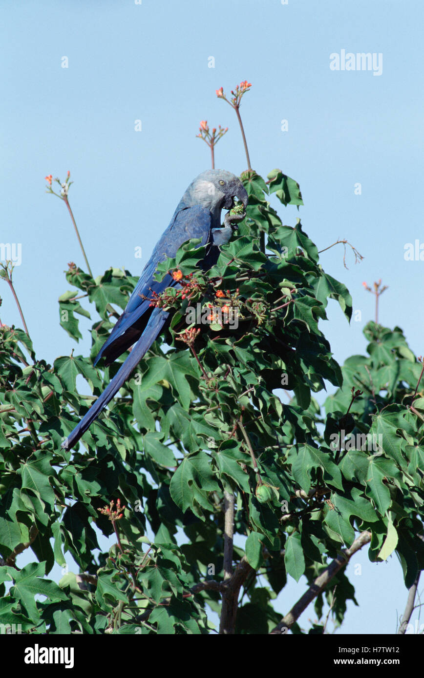 Little Blue Macaw (Cyanopsitta spixii) female, Curaca, Bahia, Brazil ...