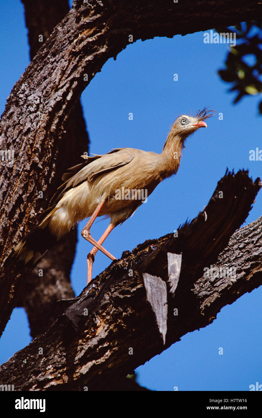 Red-legged Seriema (Cariama cristata) in cerrado, Brazil Stock Photo ...