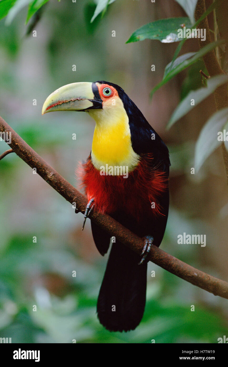 Red-breasted Toucan (Ramphastos dicolorus) perching in tree, south ...
