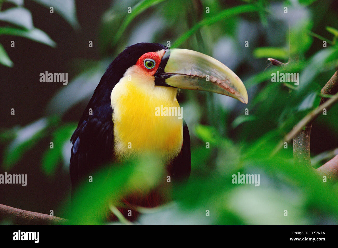 Red-breasted Toucan (Ramphastos dicolorus) close-up through vegetation ...