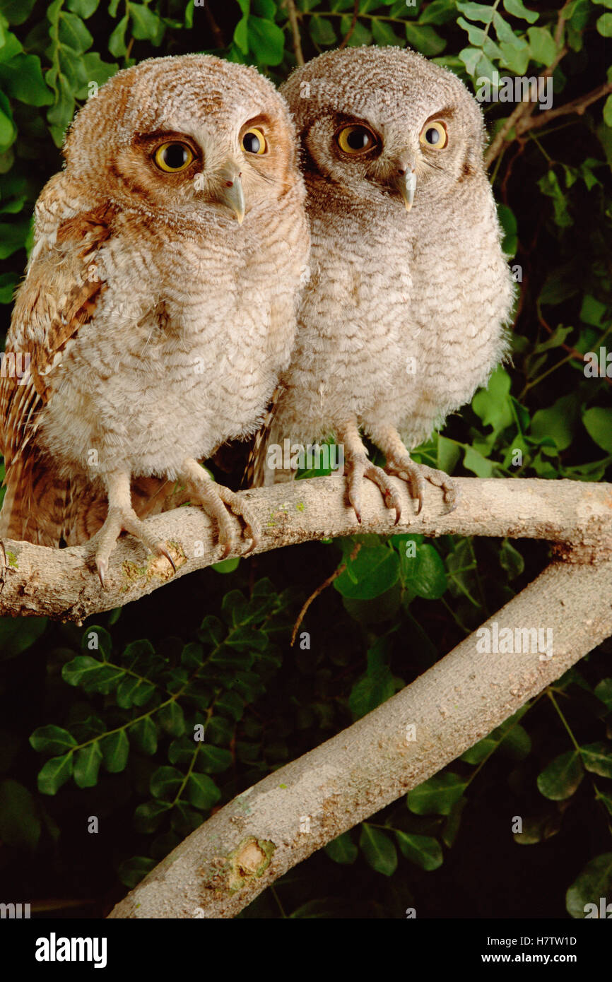 Tropical Screech Owl (Otus choliba) young pair perched on branch ...