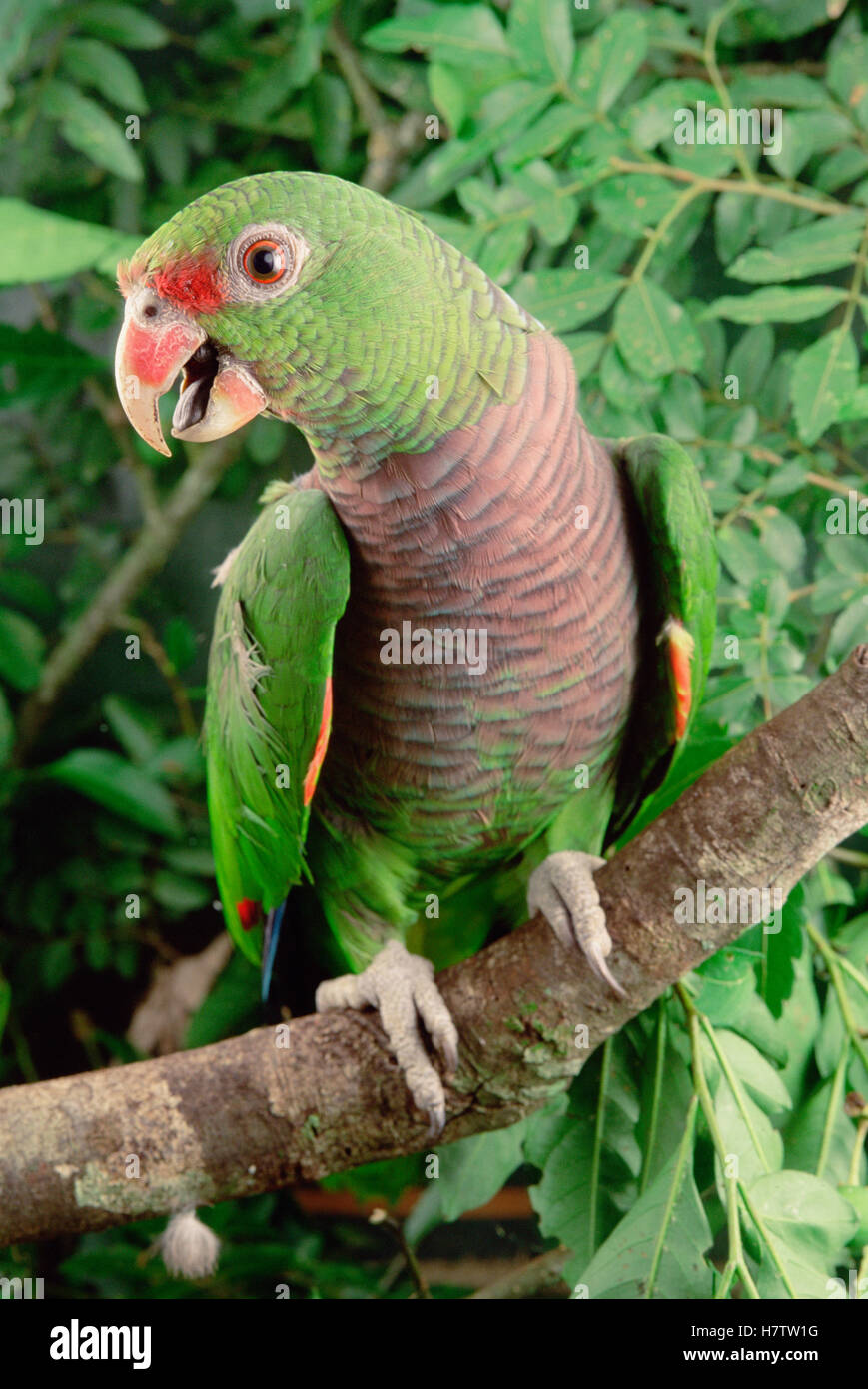 Vinaceous-breasted Parrot (Amazona vinacea), southern Brazil Stock ...