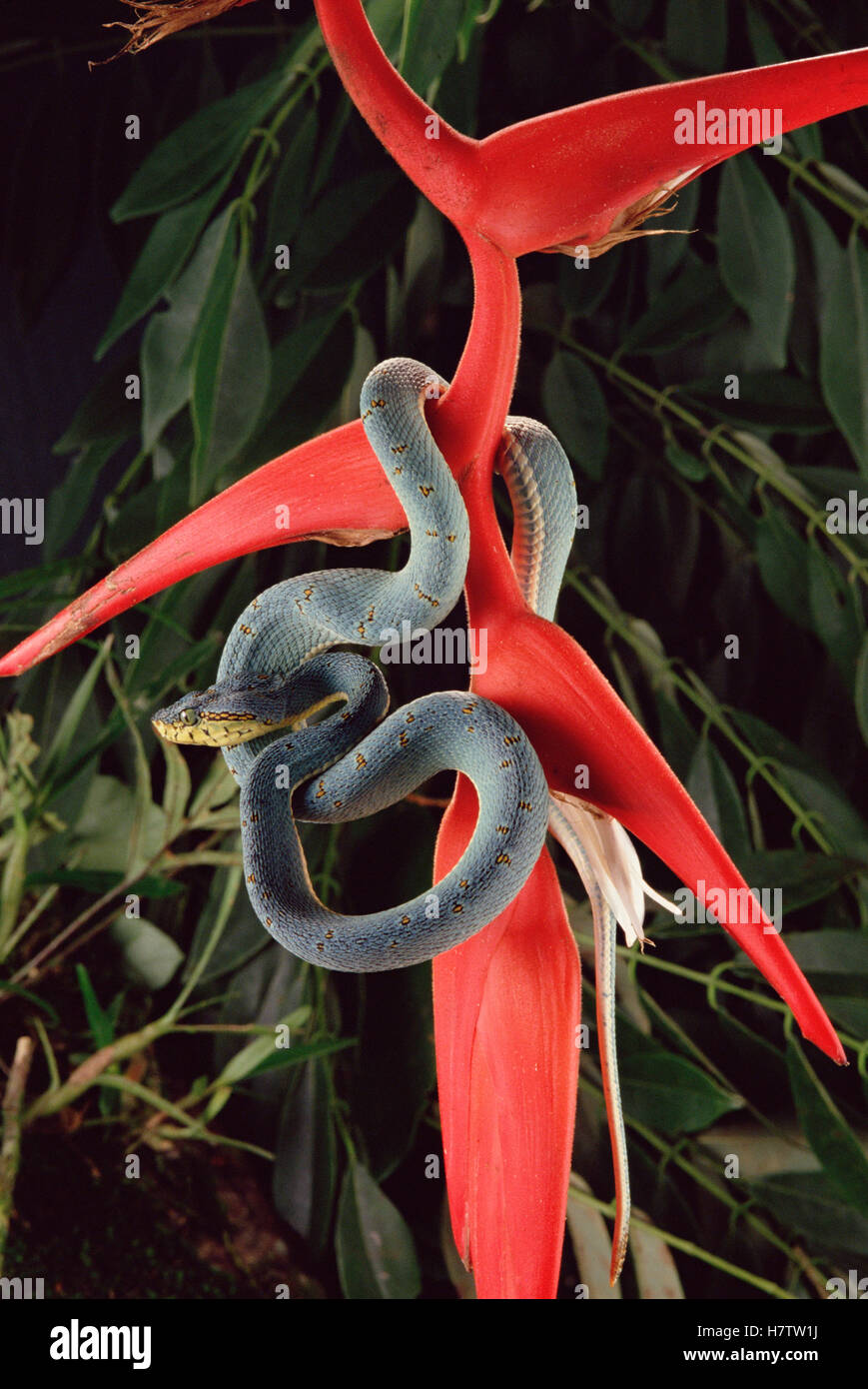 Two-striped Forest Pit Viper (Bothrops bilineatus) coiled around plant ...