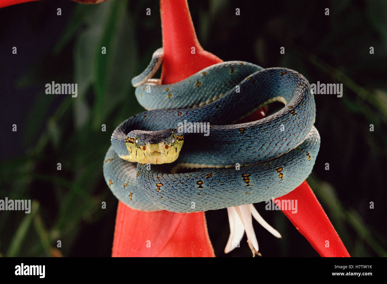 Two-striped Forest Pit Viper (Bothrops bilineatus) coiled around plant ...