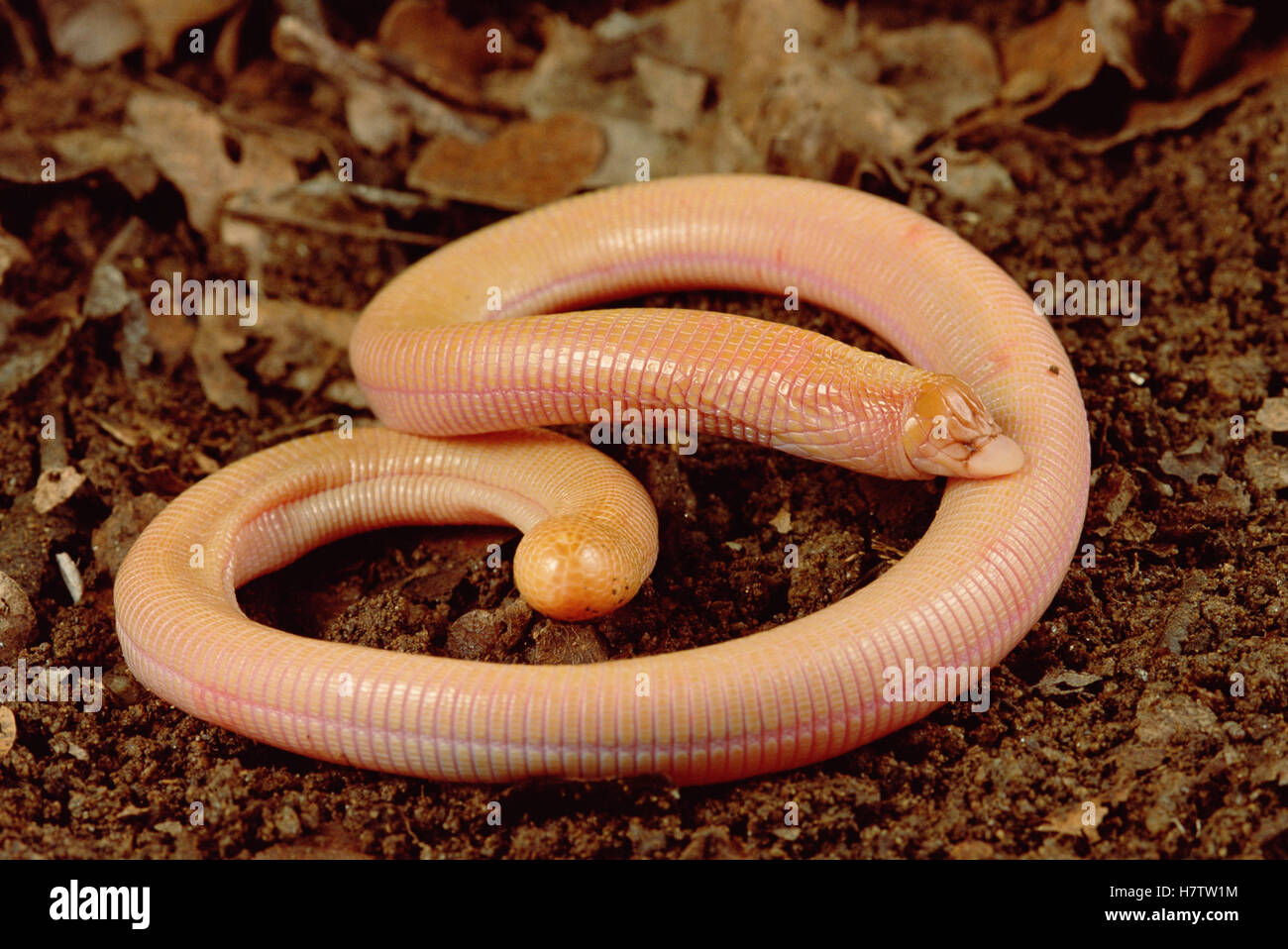 Tropical Worm Lizard (Amphisbaena sp) coiled on ground, Caatinga ...