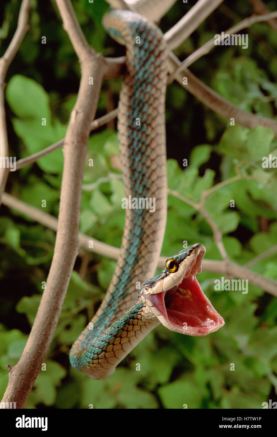 Parrot Snake (Leptophis ahaetulla) hanging from tree showing defensive ...