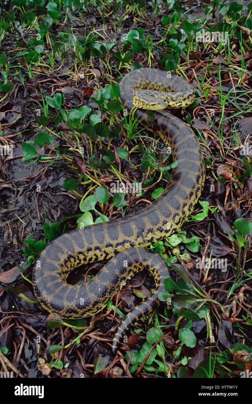 Green Anaconda (Eunectes murinus) moving through wetland vegetation ...