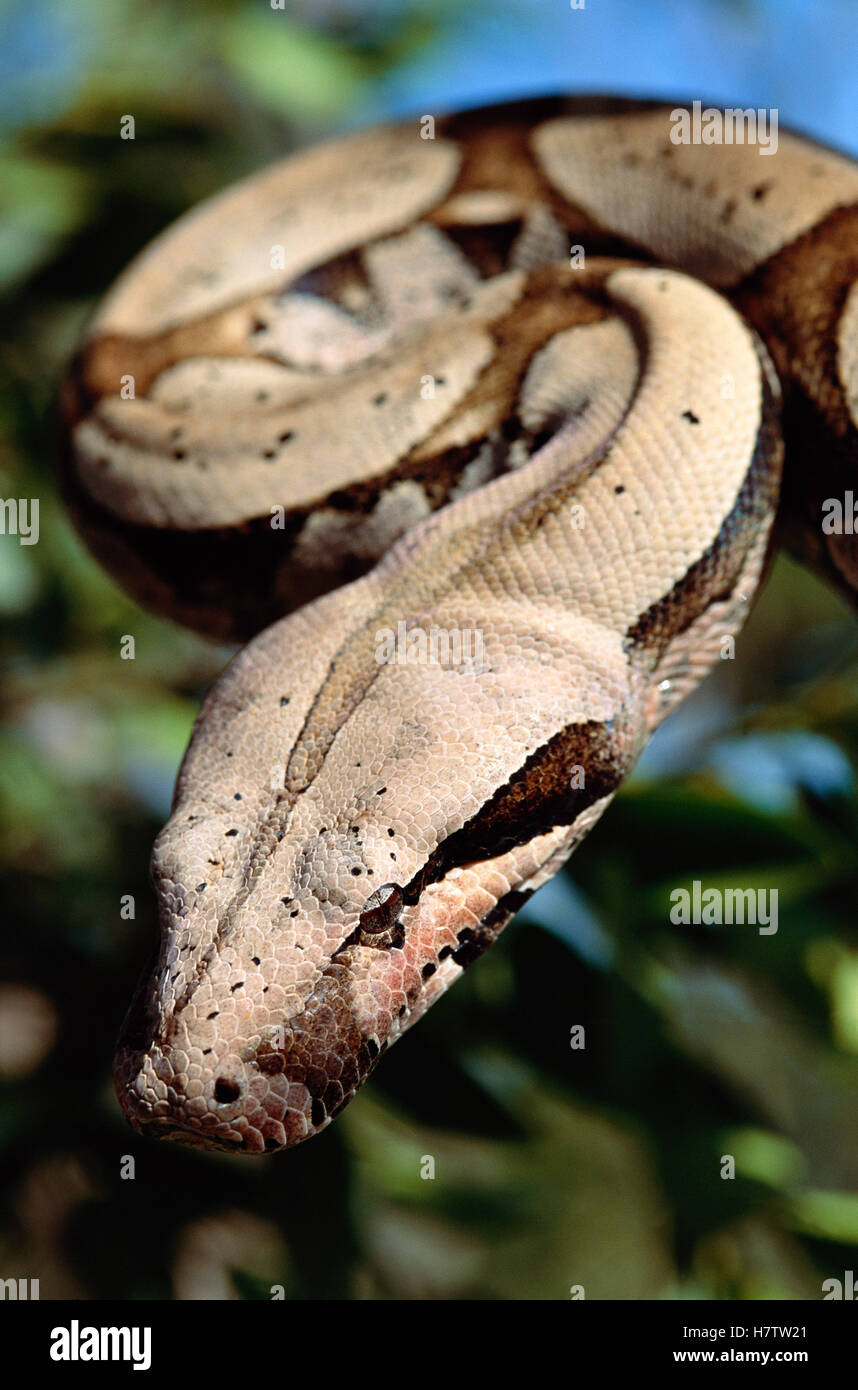 Boa Constrictor (Boa constrictor) portrait in tree, ecosystem of ...